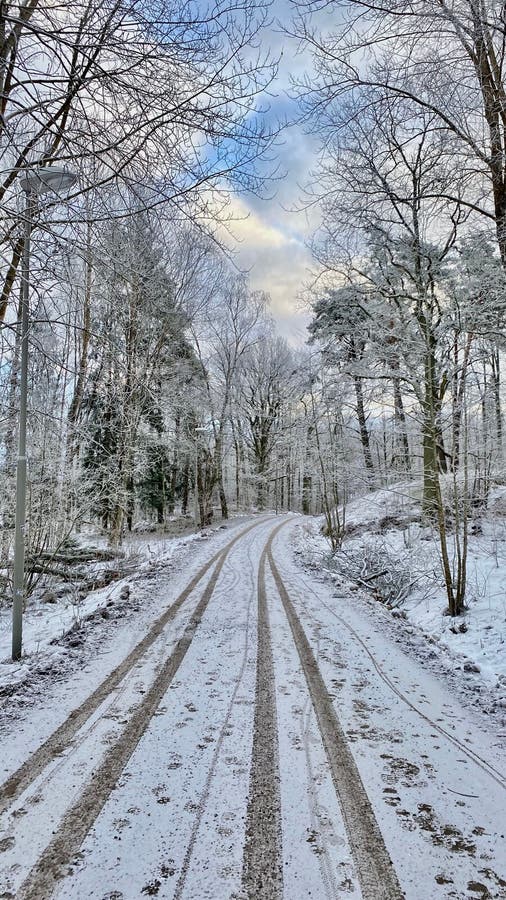 Vertical View of a Snow Covered Path Lined by Trees Stock Photo - Image ...