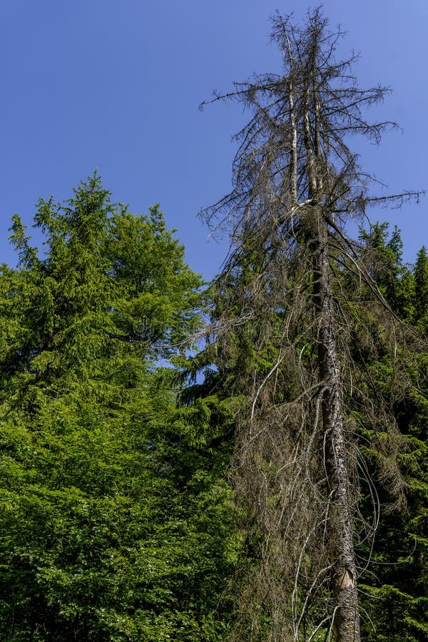 Vertical View of Solitary Dying Trees on a Mountain Ridge Stock Image ...