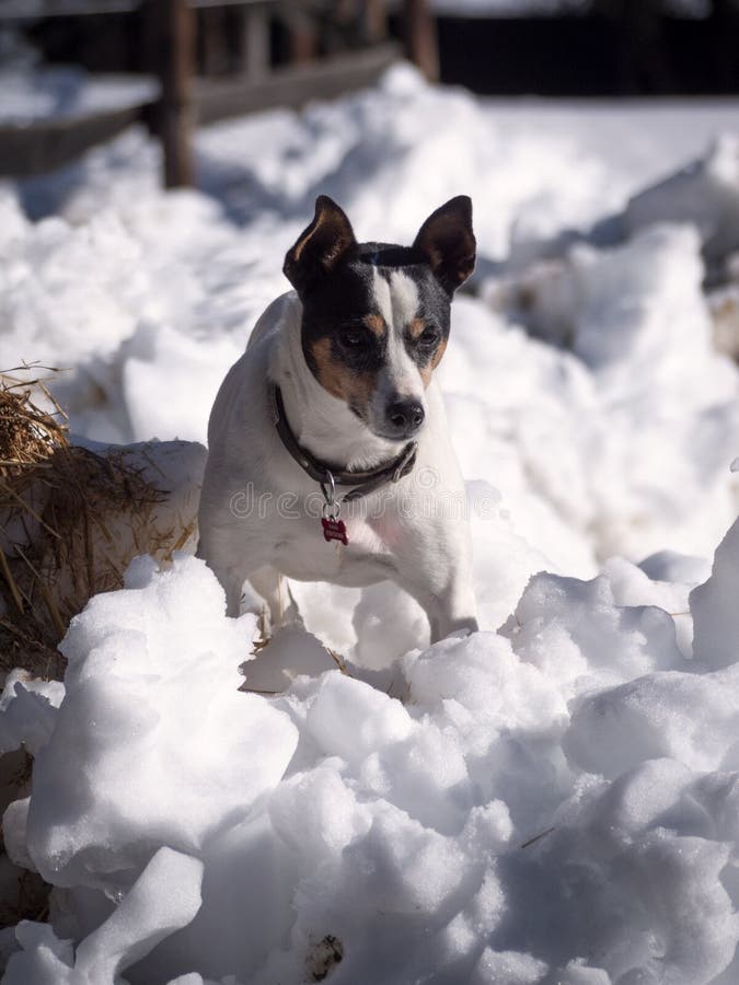 Vertical View of Spanish Bodeguero Dog in the Snow Stock Photo - Image ...