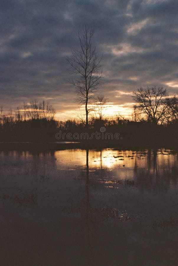 Vertical View of the Sunrise and the Silhouettes of Trees Reflecting in ...