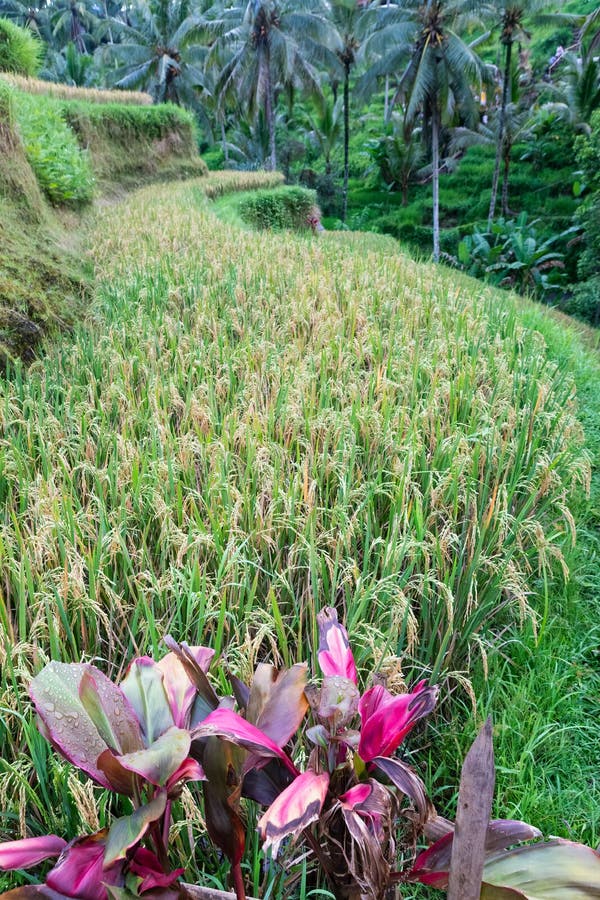 Vertical View of Tegallalang Rice Fields in Ubud, Bali Stock Photo ...