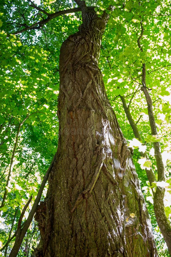 Vertical View of Textured Tree Trunk in Forest Stock Photo - Image of ...
