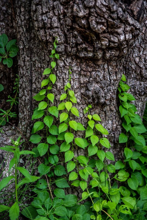 Vertical View of a Tree Bark Covered with Lush Green Leaves Stock Photo ...