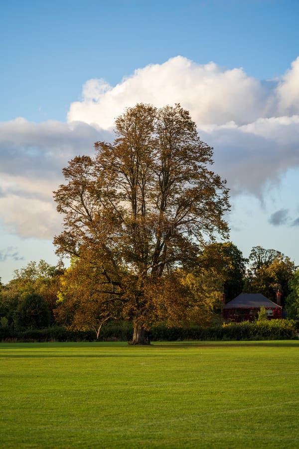 Vertical View of a Tree in the Middle of Field Stock Image - Image of ...