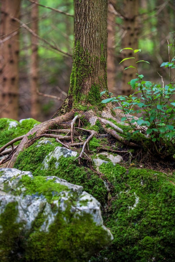 Vertical View of the Tree Roots Growing Over Moss-covered Rocks in a ...