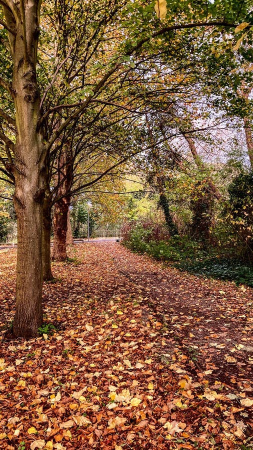 Vertical View of Trees with Carpet of Autumn Leaves Stock Image - Image ...