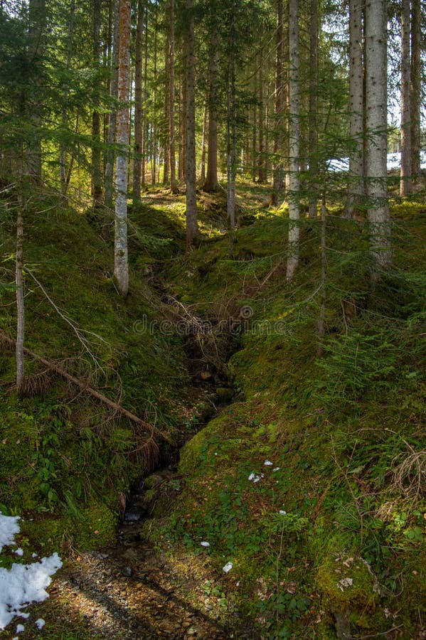Vertical View of a Trench in a Forest Stock Image - Image of trench ...