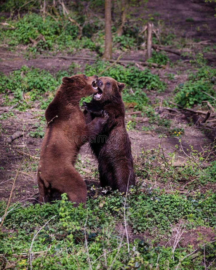 Vertical View of Two Brown Bears Biting One Another in the Woods Stock ...