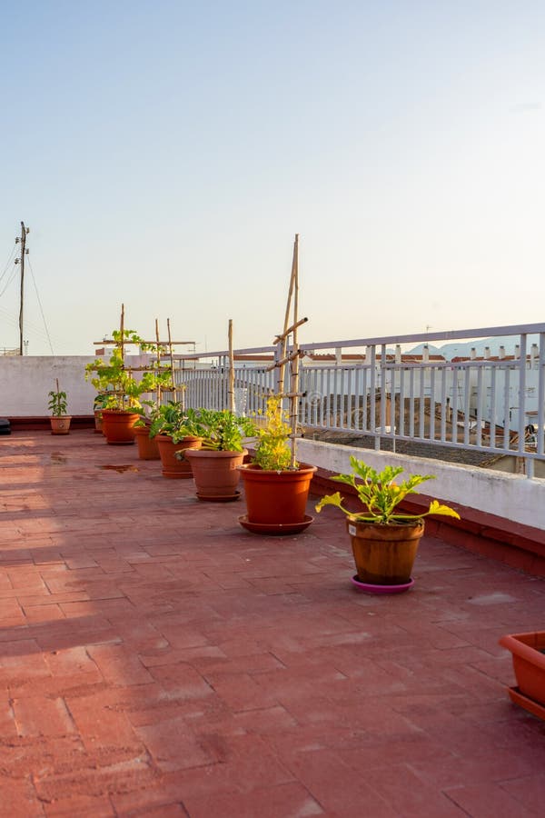 Vertical View of an Urban Garden on the Terrace of a House with ...