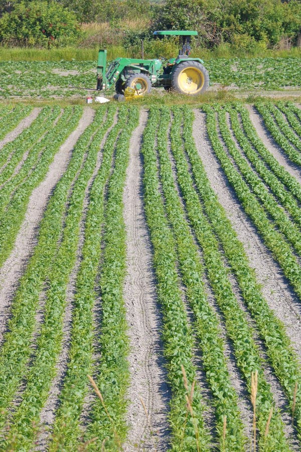 Vertical View of Vegetable Crop Stock Photo - Image of ground, acreage ...