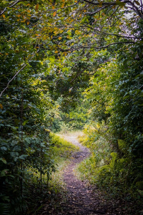 Vertical View of the Wavy Pathway of a Botanical Forest on an Autumn ...