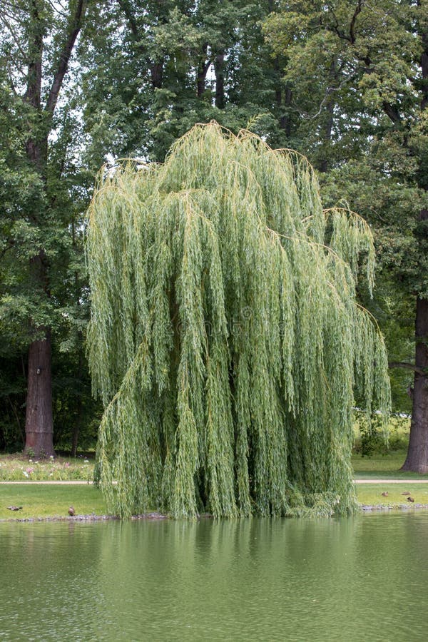 Vertical View of the Weeping Willow Branches Touching the Water Stock ...
