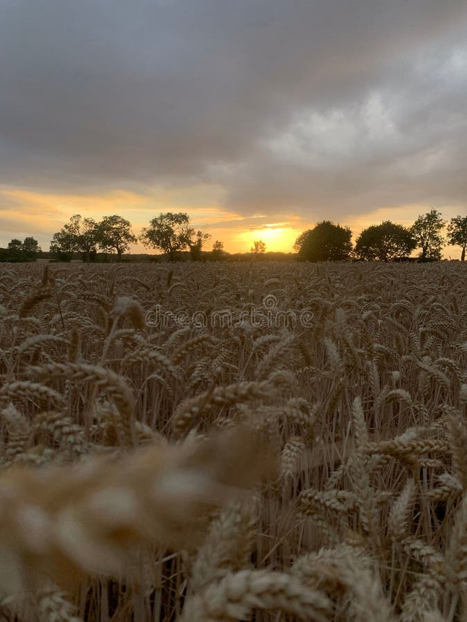 Vertical View of a Wheat Field Under the Cloudy Sunset Sky - Harvest ...