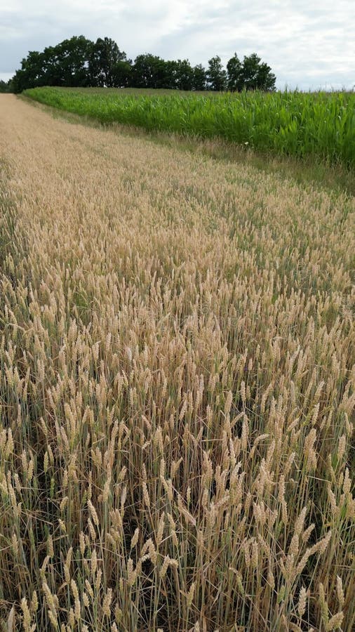 Vertical View through a Yellow Wheat Field Surrounded by Green Grass ...