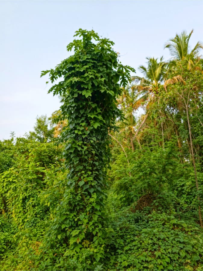Vertical Vine-Covered Tree in Tropical Forest, Lush Greenery with ...