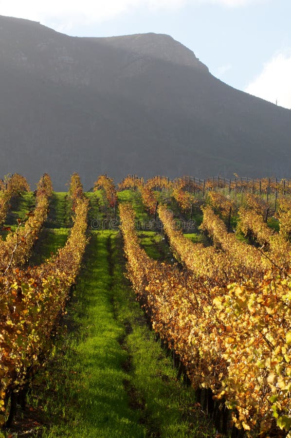 Vertical vine field stock image. Image of symmetry, vines - 14380773