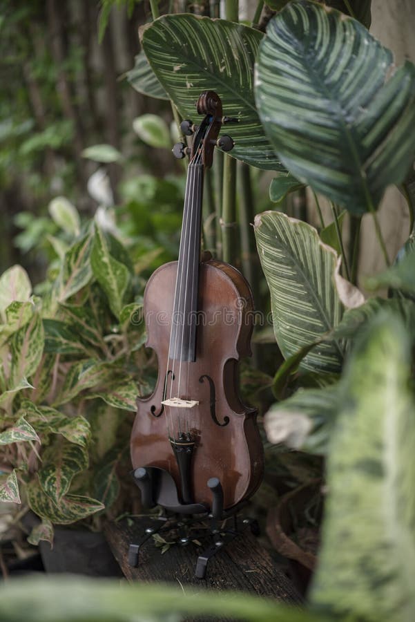 Vertical Violin Classical Instrument with Natural Background Stock ...