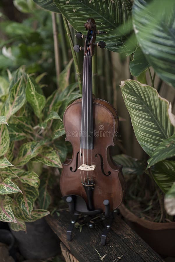 Vertical Violin Classical Instrument with Natural Background Stock ...