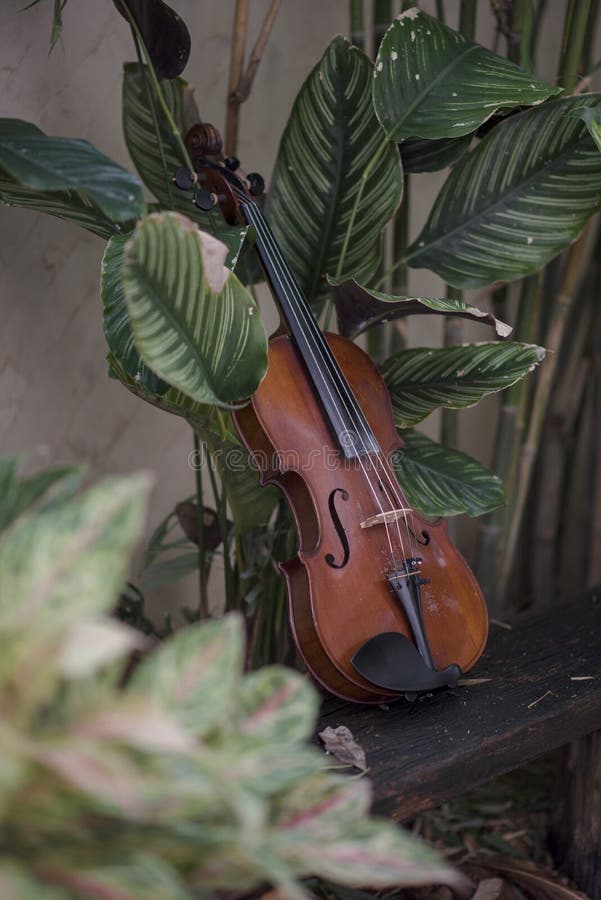 Violin Classical Music Instrument Stock Image - Image of sound, string ...