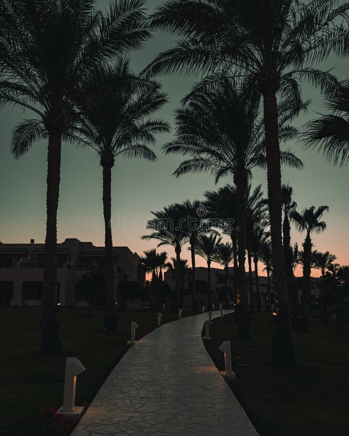 Vertical of a Walkway Surrounded by the Silhouettes of Palm Trees with ...