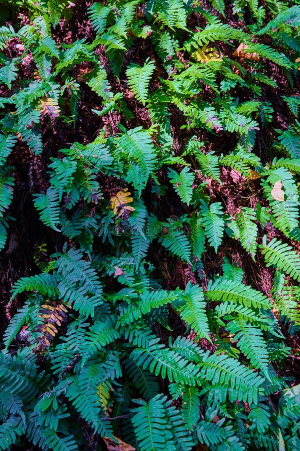 Vertical Wall Detail of Green Ferns with Fall Colors Under Stock Photo ...