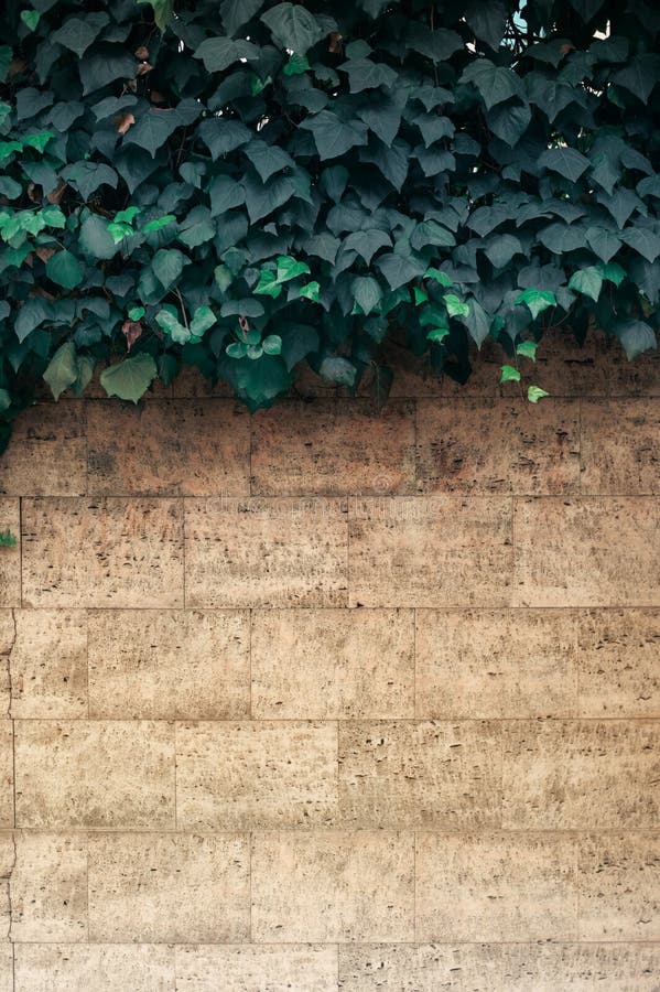 Vertical Wall with Ivy Leaves Backdrop Stock Photo - Image of material ...