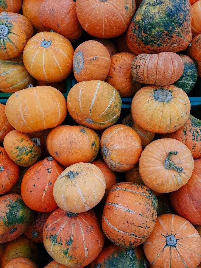 Vertical Wallpaper with Lot of Pumpkins Stock Photo - Image of november ...