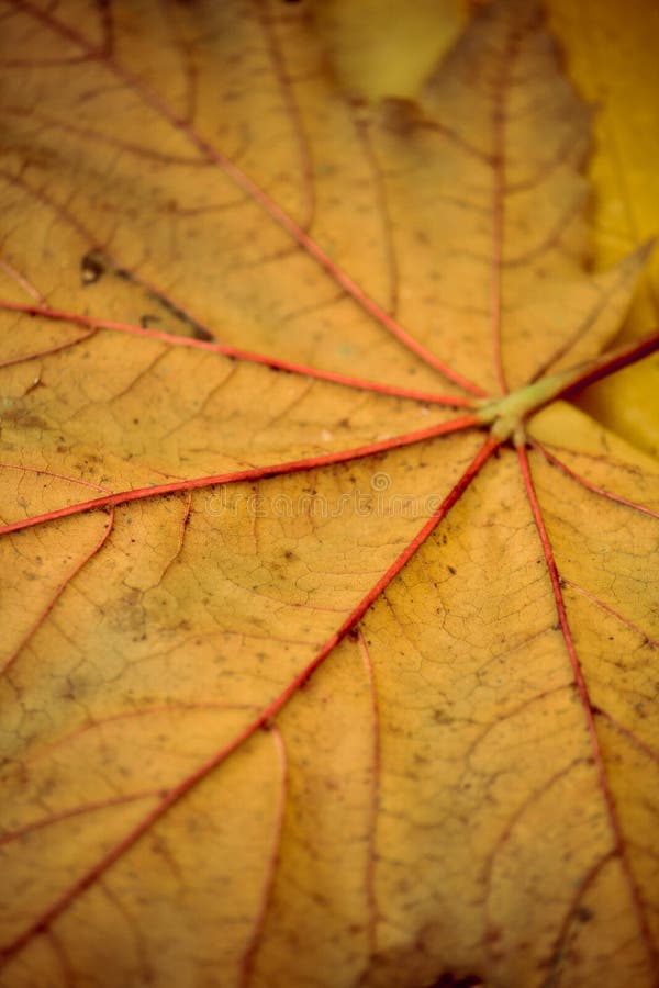 Autumn Yellow Maple Leaf Texture Stock Image - Image of vertical ...