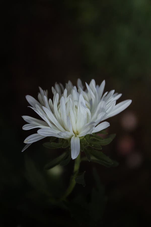 White Aster Flower Close-up on a Black Background Stock Photo - Image ...