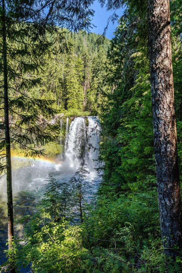 Vertical of a Waterfall in Oregon in a Green Forest Stock Image - Image ...