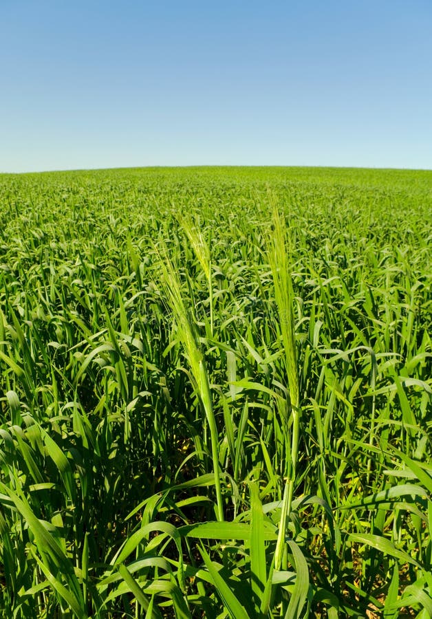 Vertical wheat field. stock image. Image of field, nature - 14613287