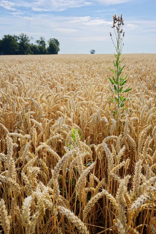 Vertical of a Wheat Field in the Countryside in Summer in in Southern ...