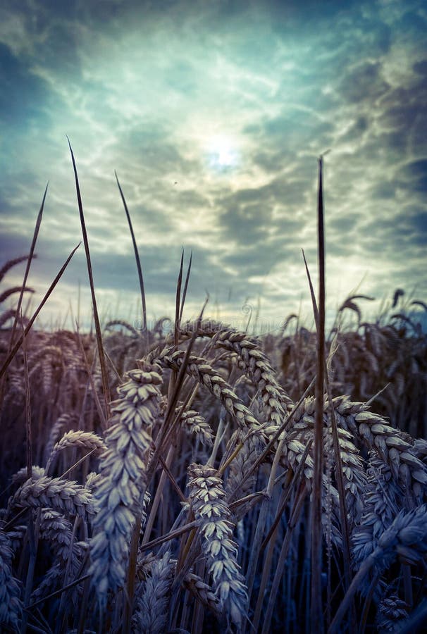 Vertical of Wheat Field Under a Cloudy Sky Stock Image - Image of cloudy, summer: 287032651