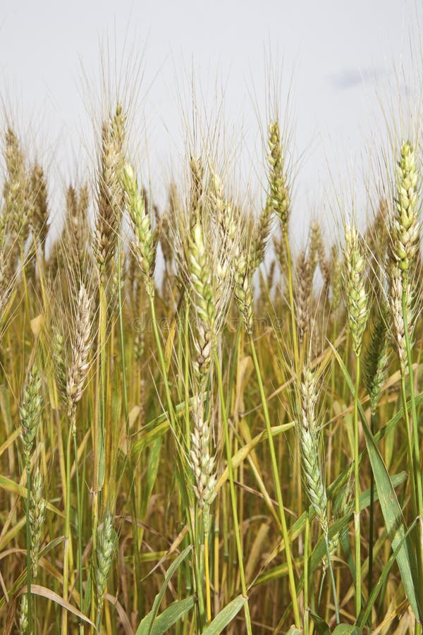 Vertical wheat field. stock image. Image of field, nature - 14613287