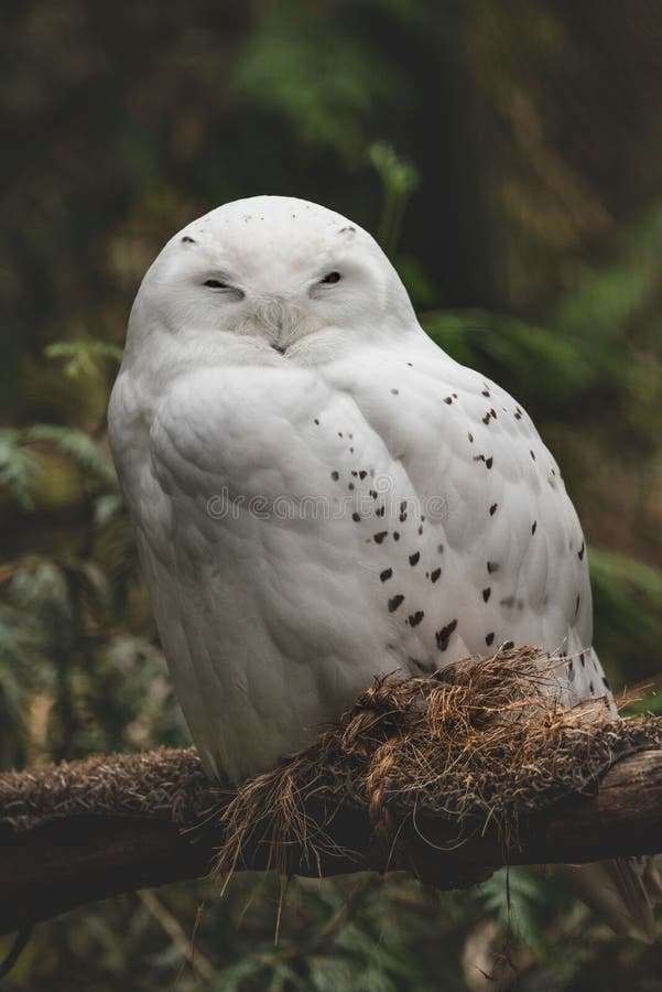 Vertical of a White Barn Owl Perched on a Tree Branch. Stock Photo ...
