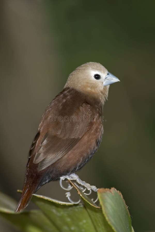 Vertical of a White-headed Munia, Lonchura Maja, Perched on Plant Stock ...