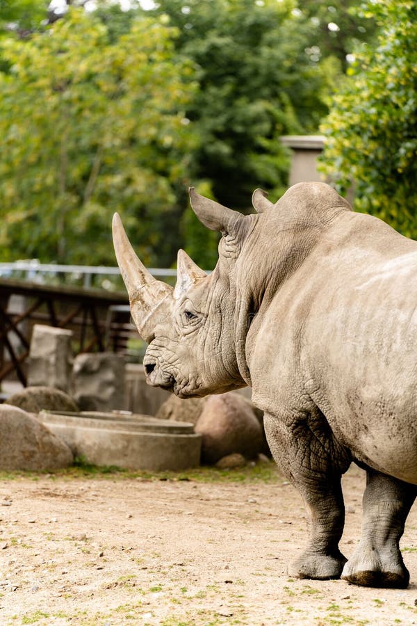 Vertical of White Rhinoceros in the Zoo. Editorial Stock Photo - Image ...