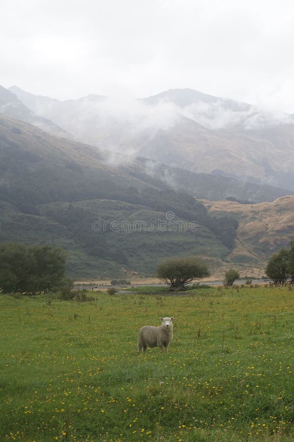 Vertical of a White Sheep Standing on the Grass with Misty Mountains ...