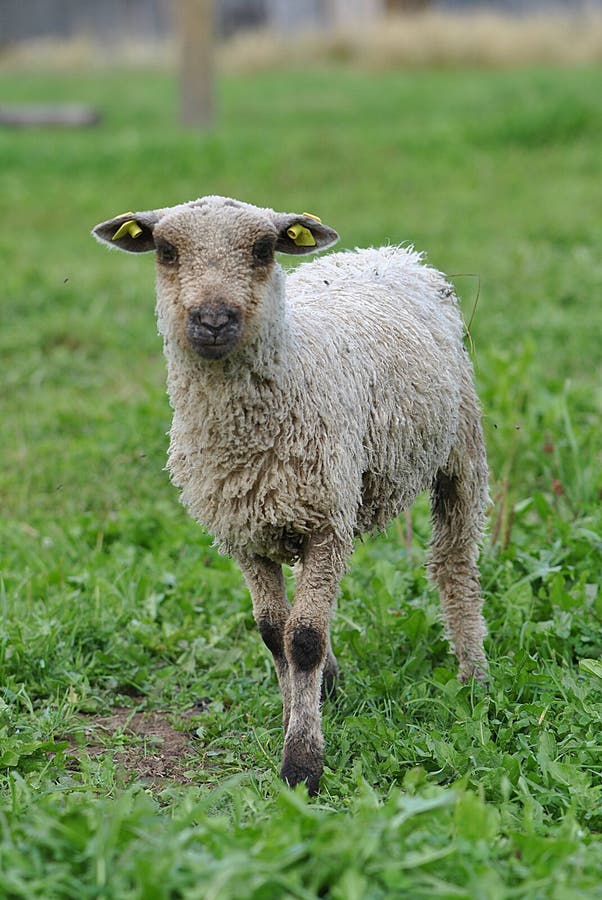 Vertical of a White Shetland Sheep in a Green Field Stock Image - Image ...