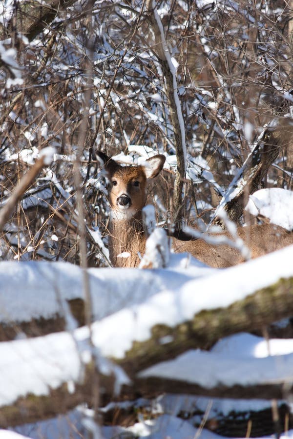 Vertical of a White-tailed Deer, Odocoileus Virginianus in Snowy Woods ...