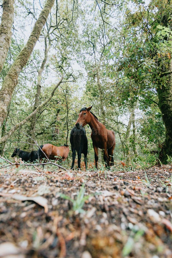 Vertical Wide Angle Shot of Two Wild Horses in the Forest during a ...