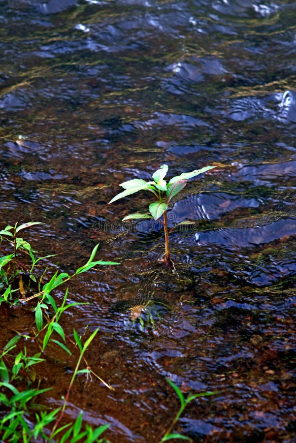 Old car left in the weeds stock image. Image of isolated - 55480809