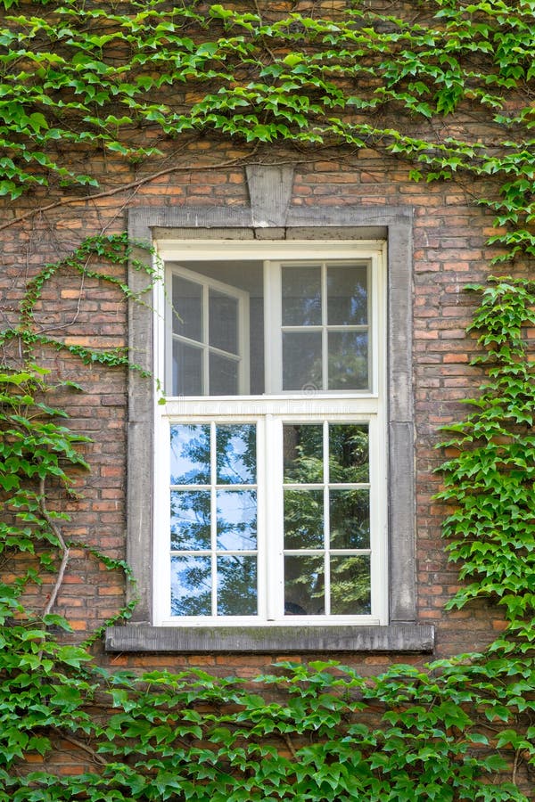 A Vertical Window in a Brick Wall Surrounded by Grape Leaves Stock ...