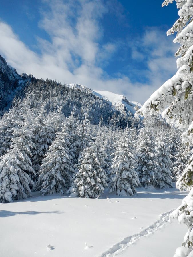 Vertical Winter Landscape from Bucegi Mountains, Romani Stock Image ...
