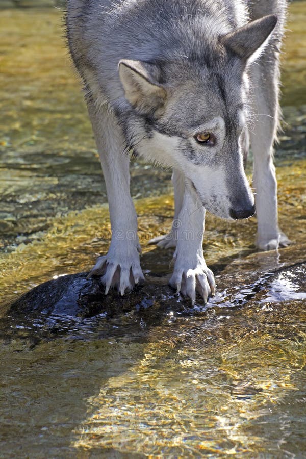 Vertical of Wolf in Water Looking Sideways Stock Photo - Image of ...