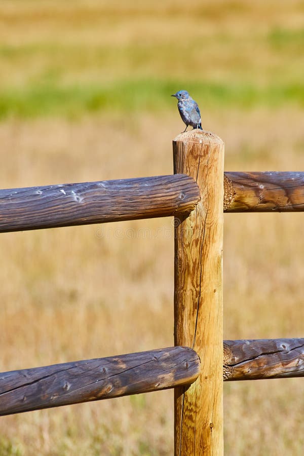 Vertical Wood Fence Post with Blue Bird on Top Stock Image - Image of ...
