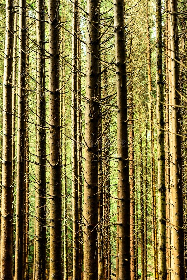 Vertical woodland stock photo. Image of forest, stones - 72558740