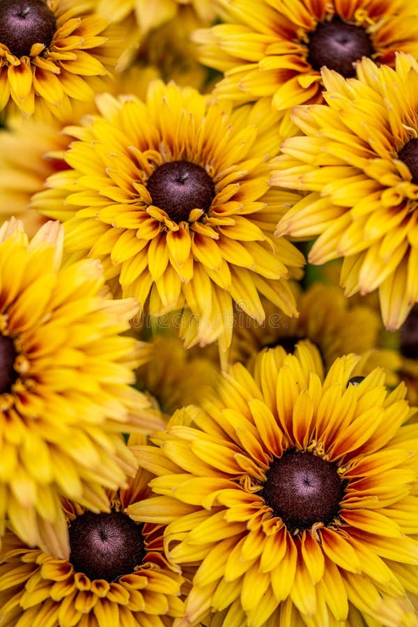 Vertical of Yellow Black-eyed Susan Flowers Stock Image - Image of ...