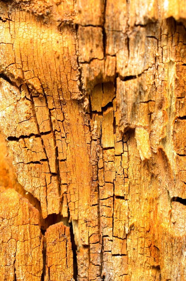 Vertical Yellow-brown Texture of a Rotten Stump.. Stock Image - Image ...