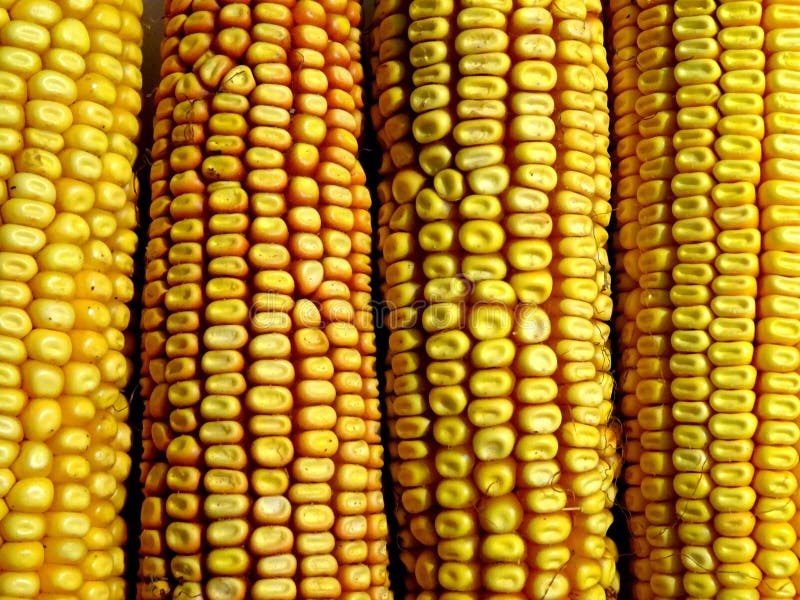 Vertical corn pattern stock image. Image of cornmeal - 214548133